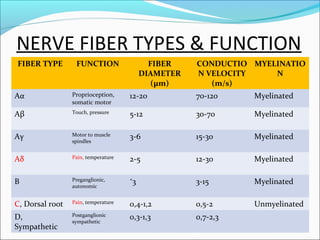 Nerve Muscle Physiology | PPT