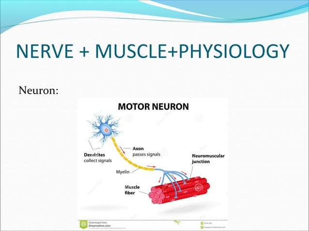 Nerve Muscle Physiology | PPT | Physical Therapy | Wellness