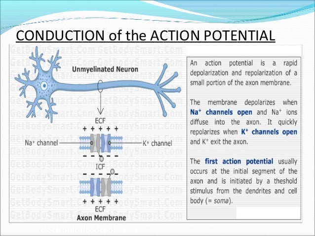 Nerve Muscle Physiology