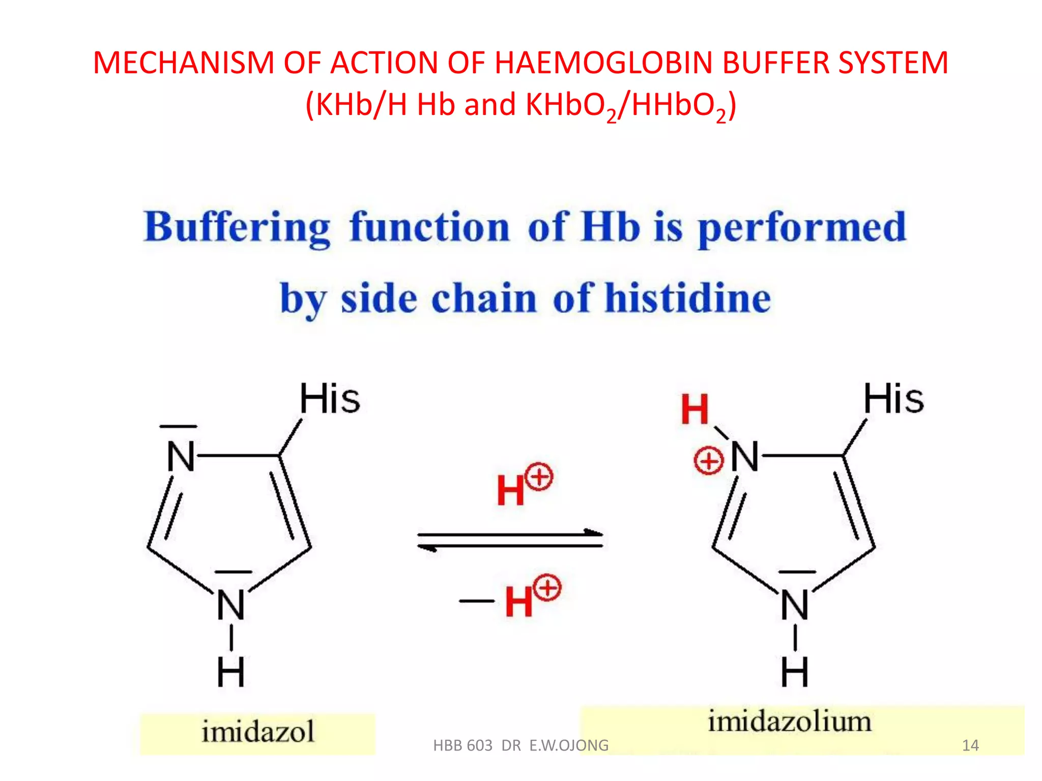 Haemoglobin Synthesis.pdf