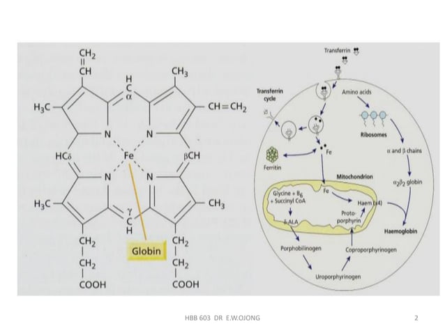 Haemoglobin Synthesis.pdf | Chemistry | Science