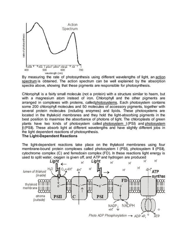 cape biology unit 2 -_respiration_and_photosynthesis_version_1 | PDF