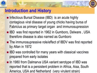 Lecture1 IBD Infectious Bursal Disease | PDF