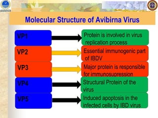 Lecture1 IBD Infectious Bursal Disease | PDF