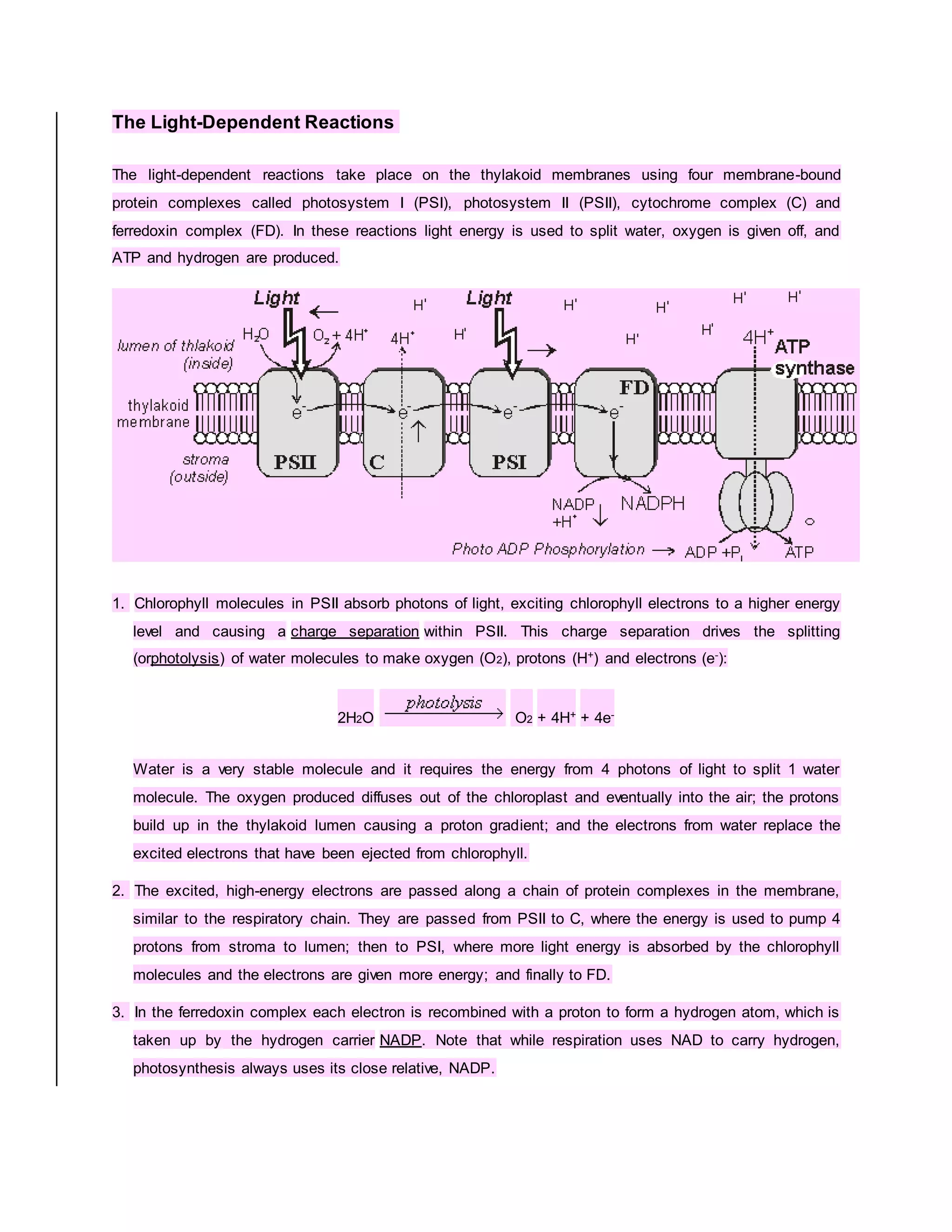 Cape biology unit 2 -_atp_respiration_and_photosynthesis_version_2 | DOCX