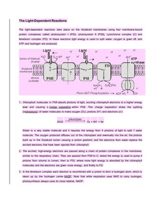 Cape biology unit 2 -_atp_respiration_and_photosynthesis_version_2 | DOCX