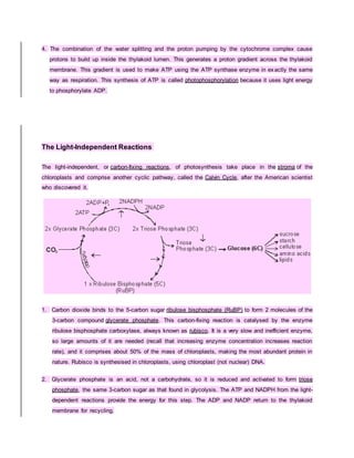 Cape biology unit 2 -_atp_respiration_and_photosynthesis_version_2 | PDF