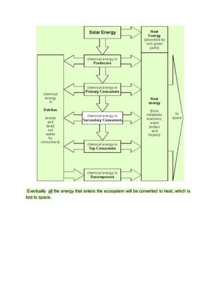 Cape biology unit 2 -_matter_and_energy_flow__recycling_in_the ...