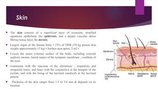 Lecture II : Types of theTissue of the Body. | PPT
