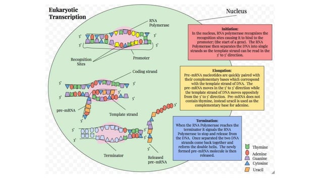 Lecture Inhibitors of Transcription notes.pdf | Chemistry | Science