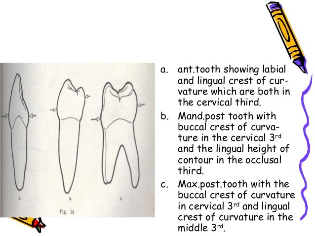 Lecture in oral physio