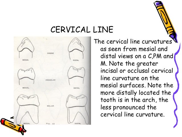 Lecture in oral physio