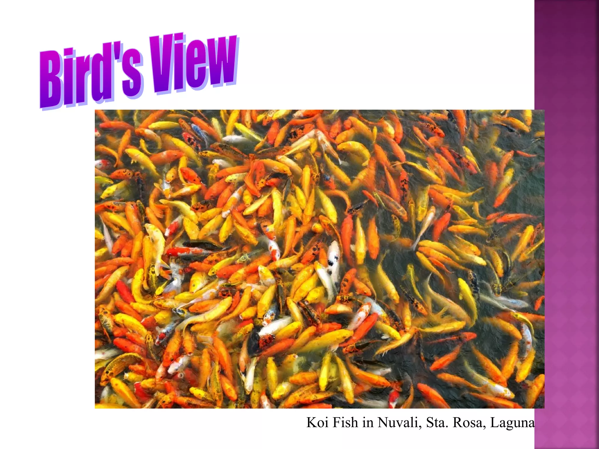 Lecture in Photojournalism | PPT