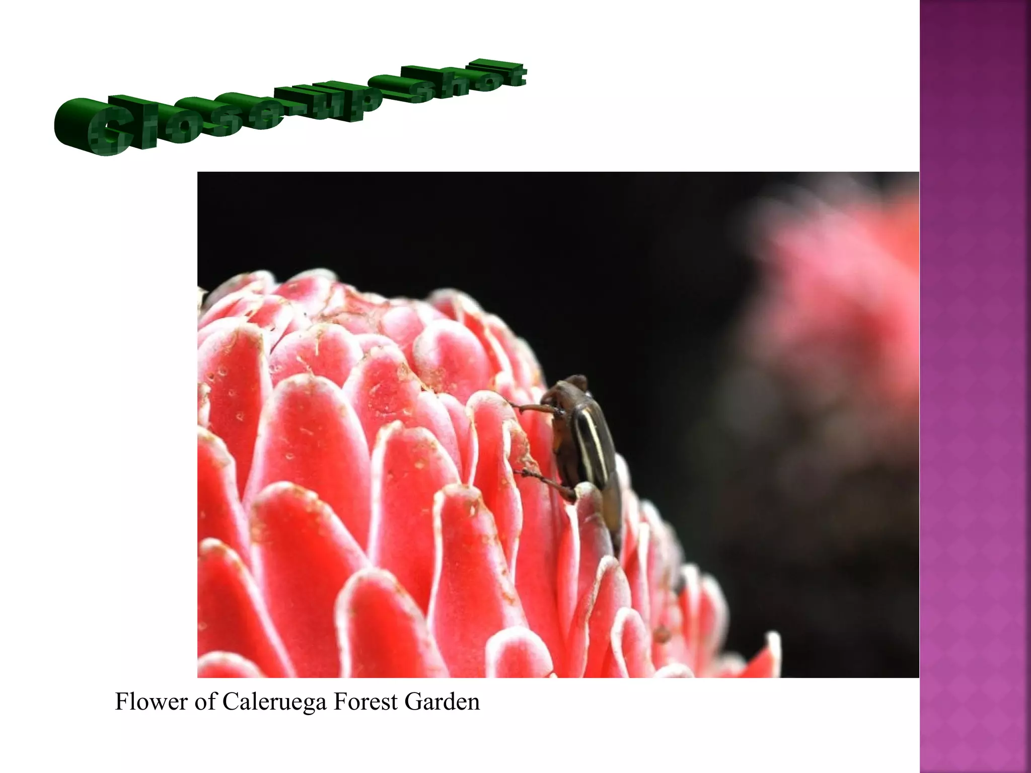 Lecture in Photojournalism | PPT | Photography | Arts and Crafts