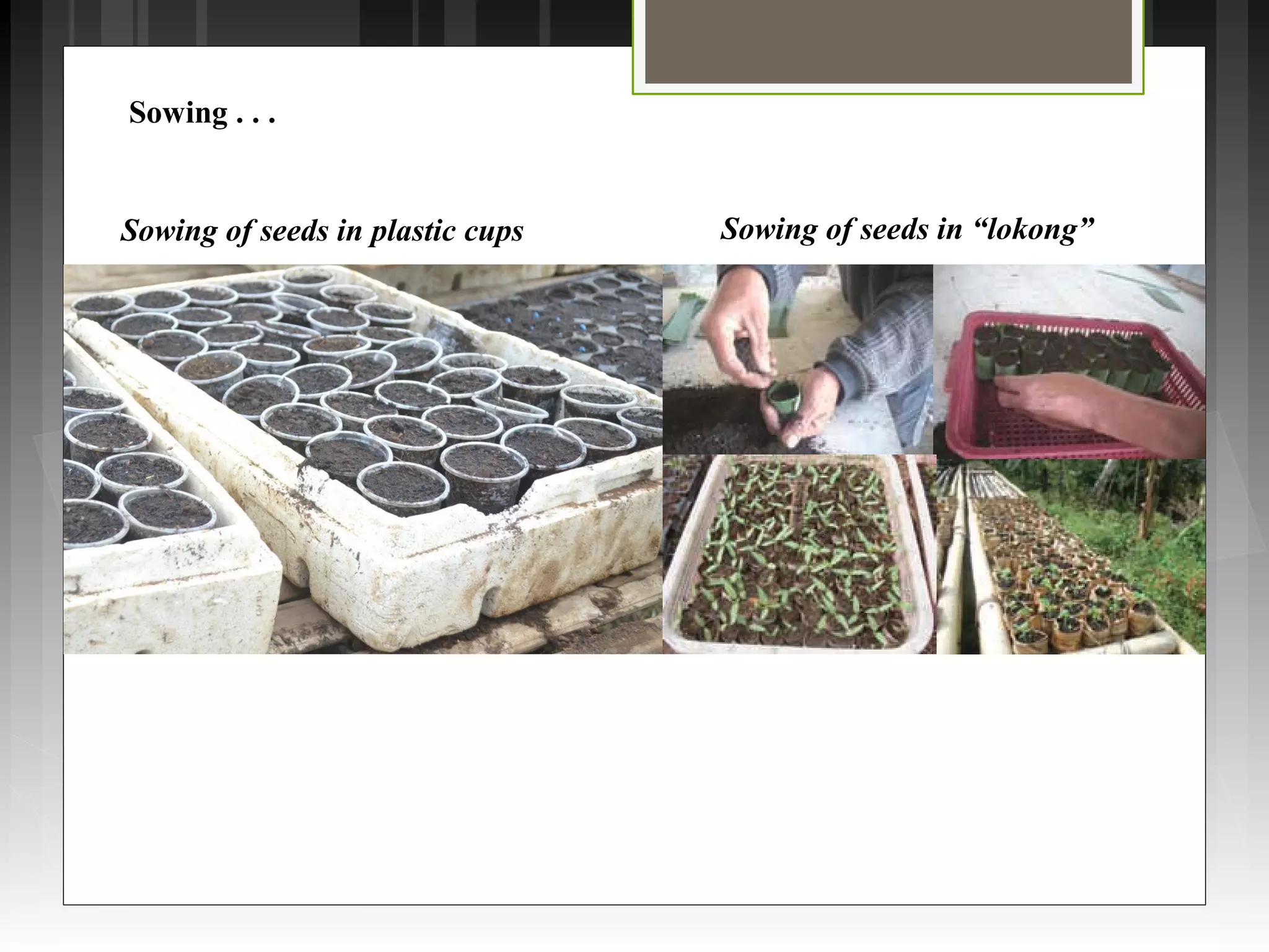 Lecture in seedling production | ODP