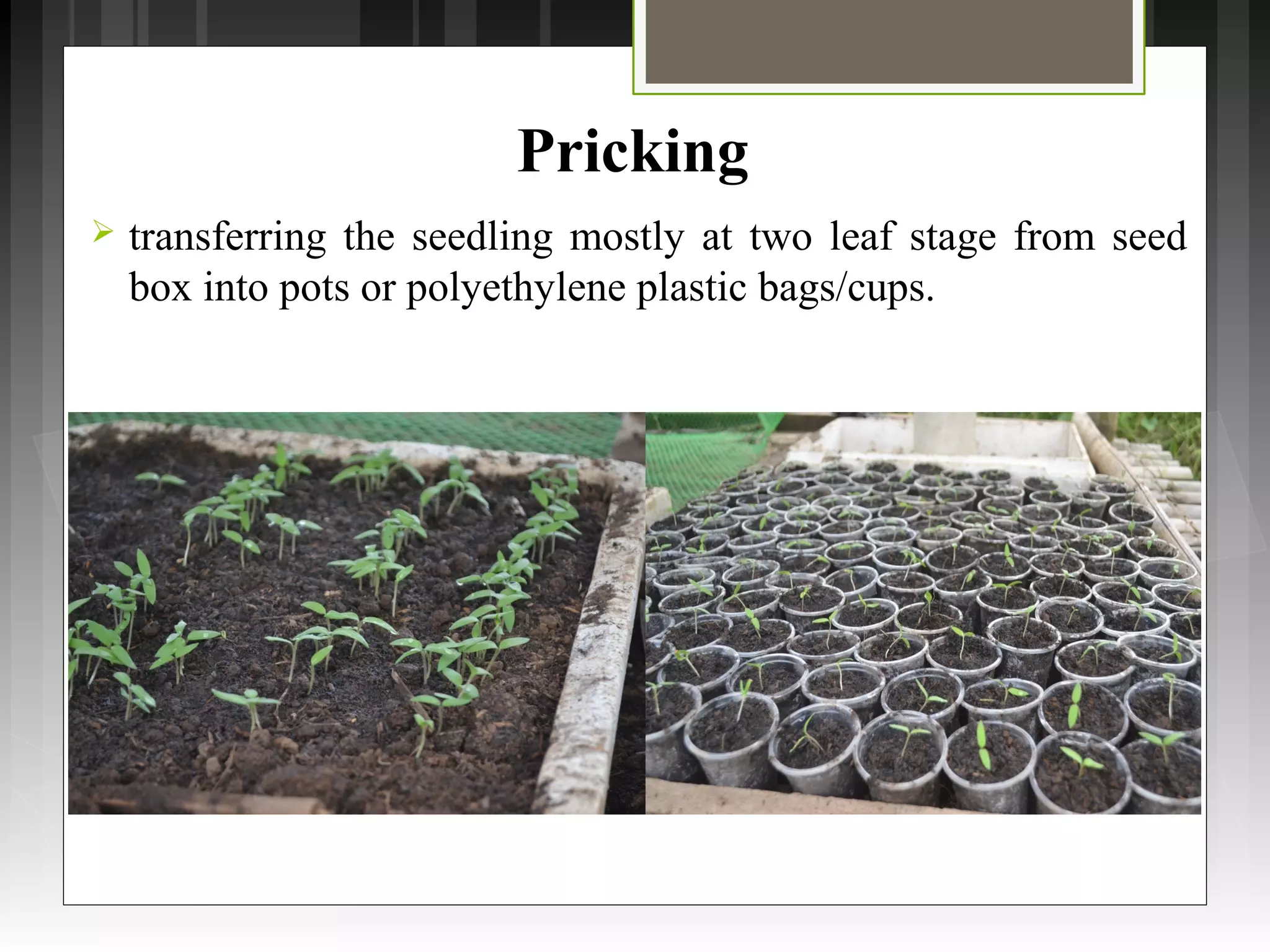 Lecture in seedling production | ODP
