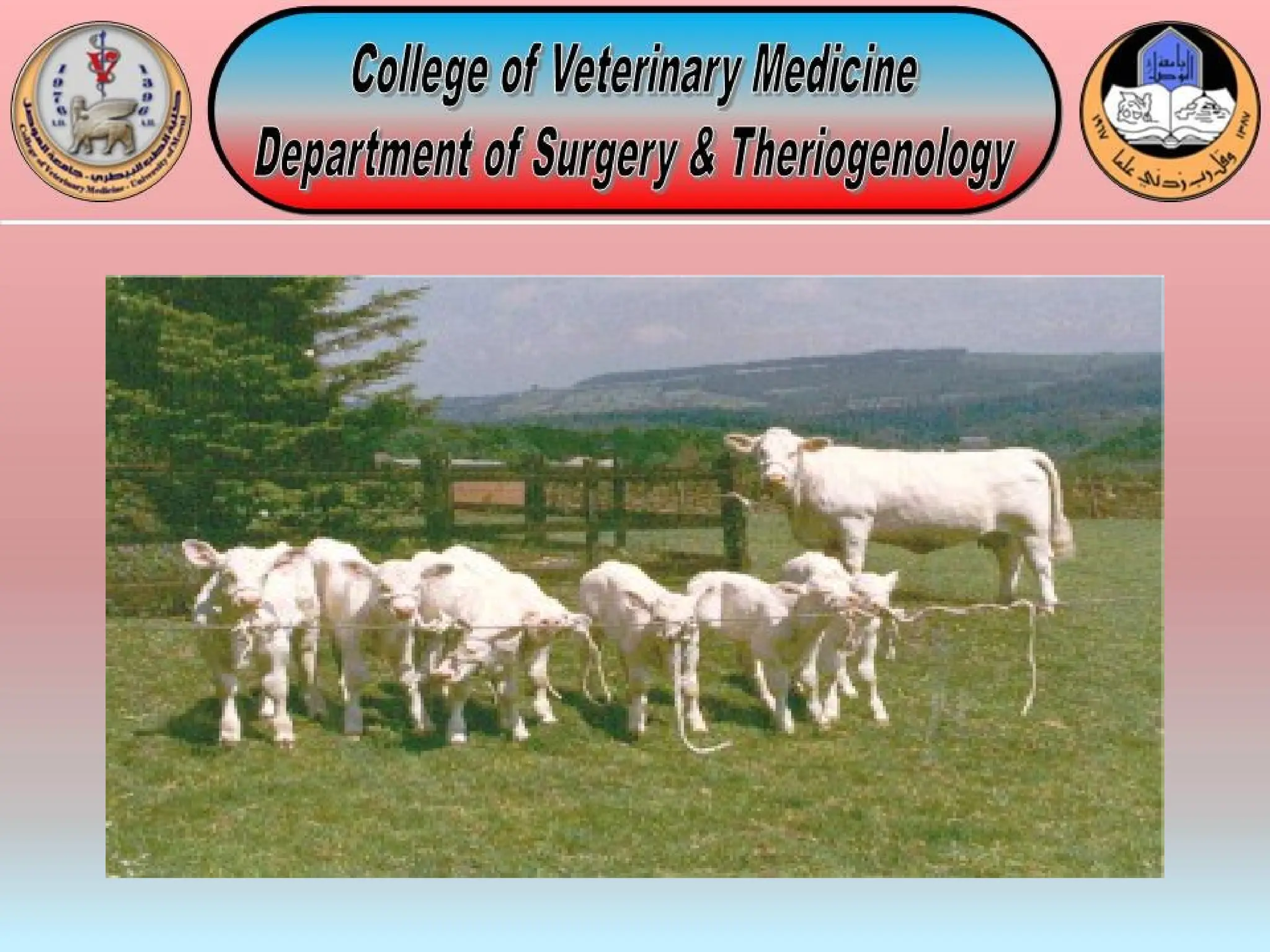superovulation and its applications in cattle.ppt