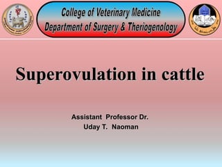 superovulation and its applications in cattle.ppt