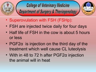 superovulation and its applications in cattle.ppt