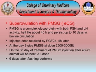 superovulation and its applications in cattle.ppt