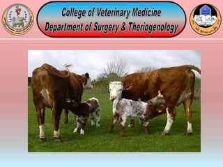 superovulation and its applications in cattle.ppt