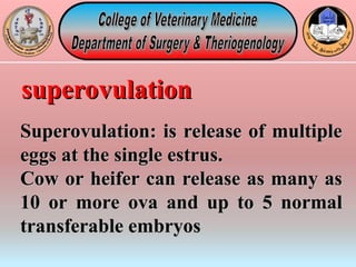 superovulation and its applications in cattle.ppt