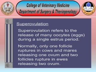 superovulation and its applications in cattle.ppt