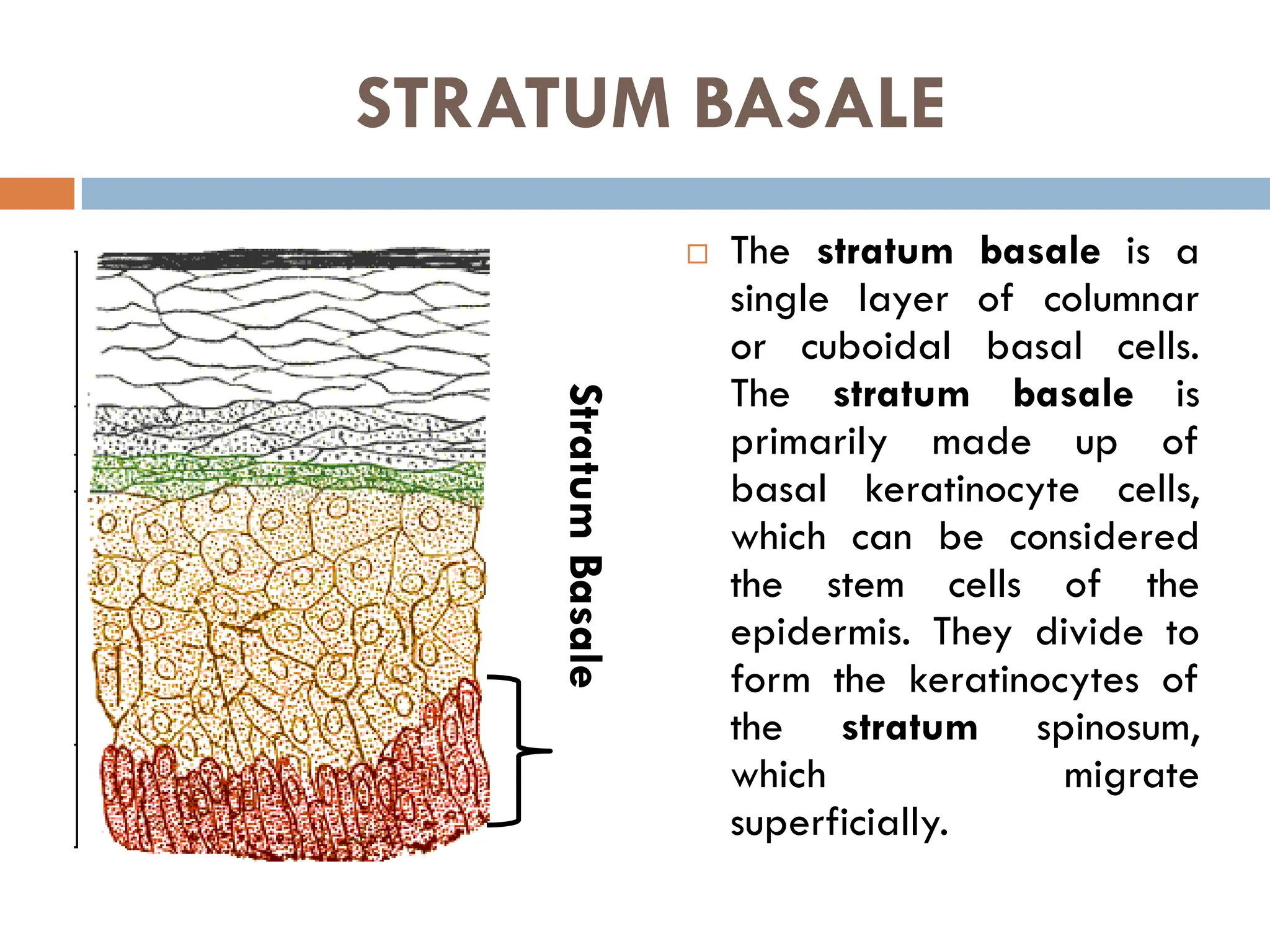 lecture integumentry system BSN PROGRAM 1ST PROFESSIONAL | PDF
