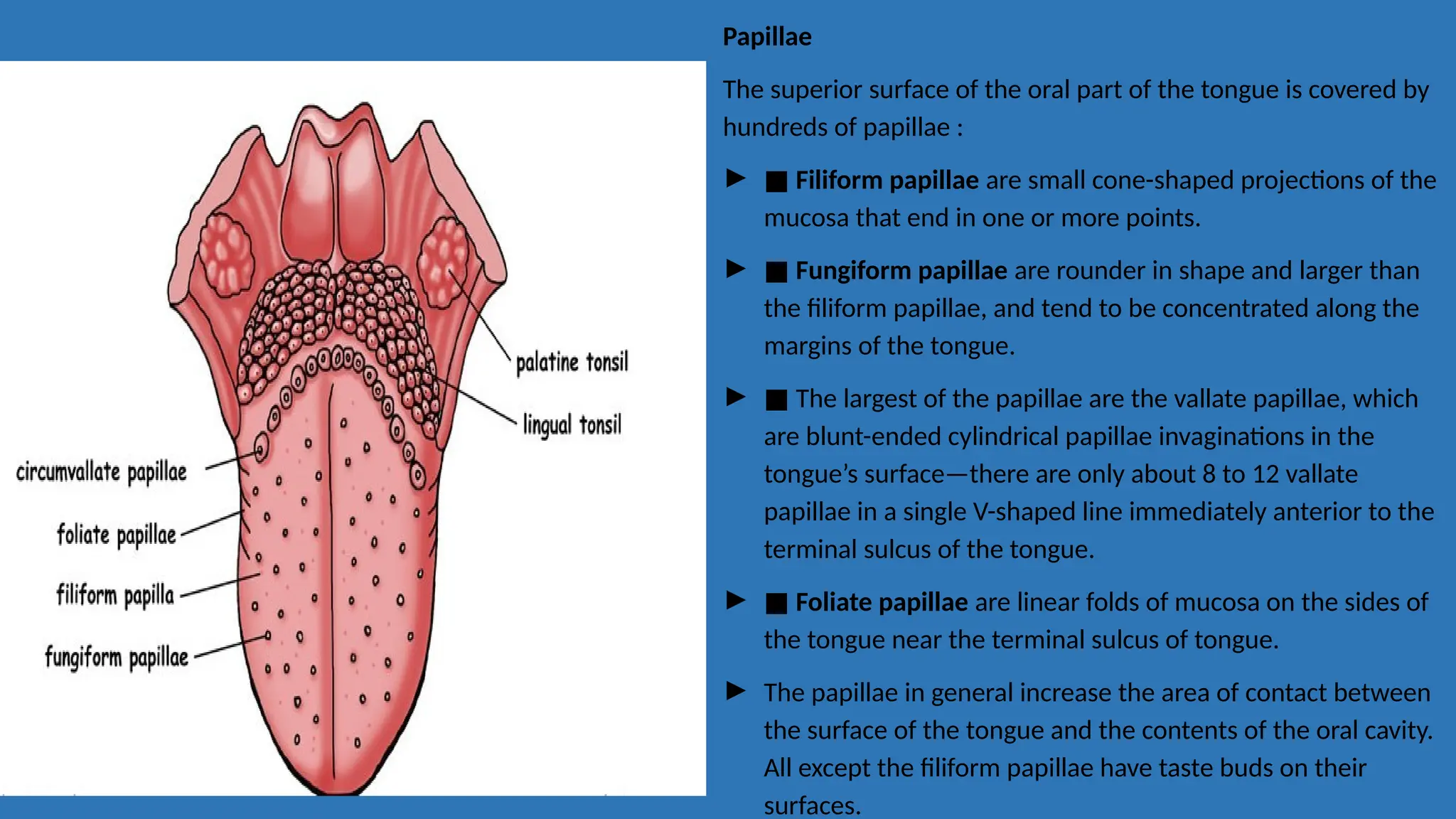 Lecture #IV-V-Oral cavity, tongue, Roof of the oral cavity, teeth.pptx