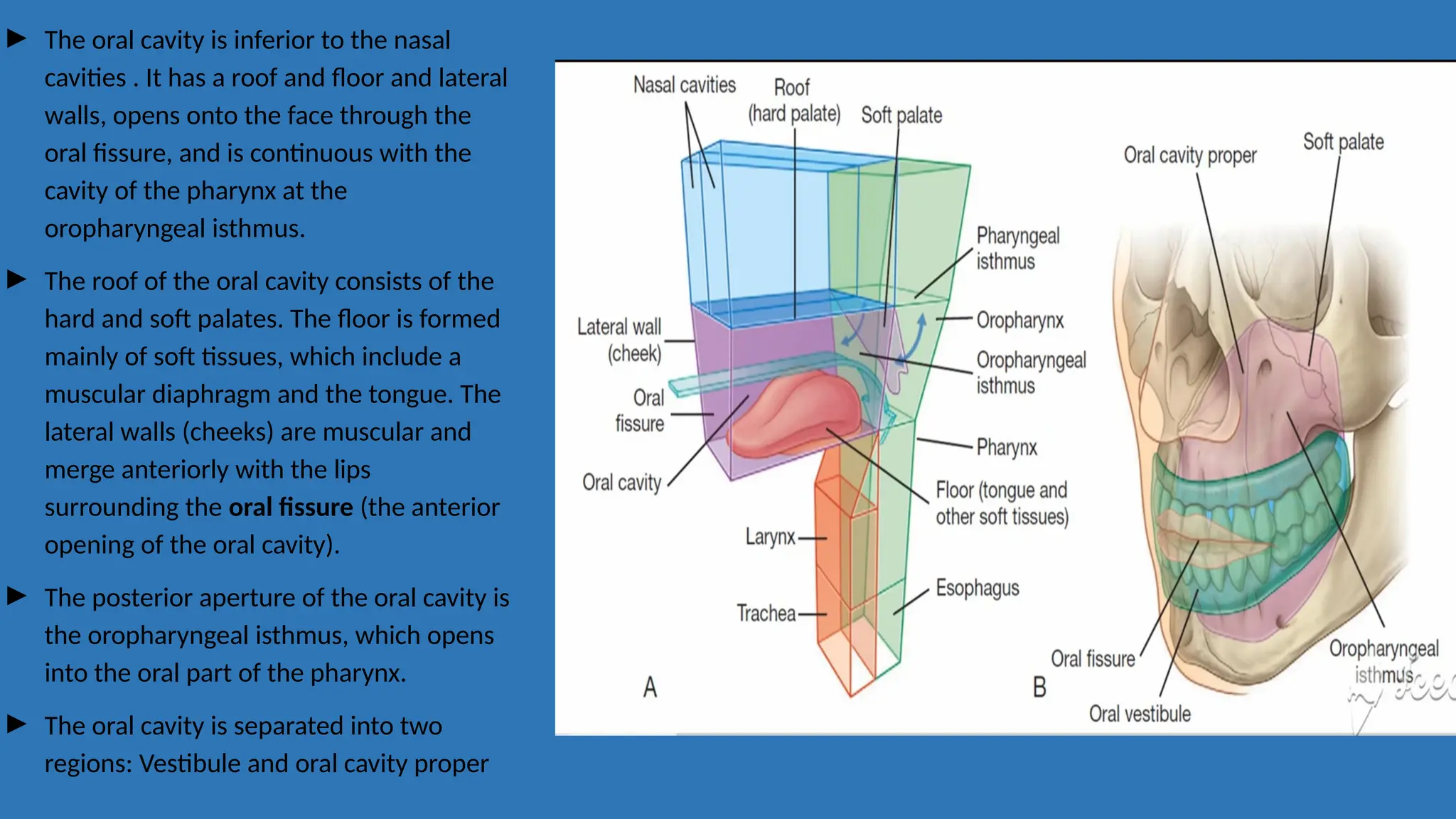 Lecture #IV-V-Oral cavity, tongue, Roof of the oral cavity, teeth.pptx