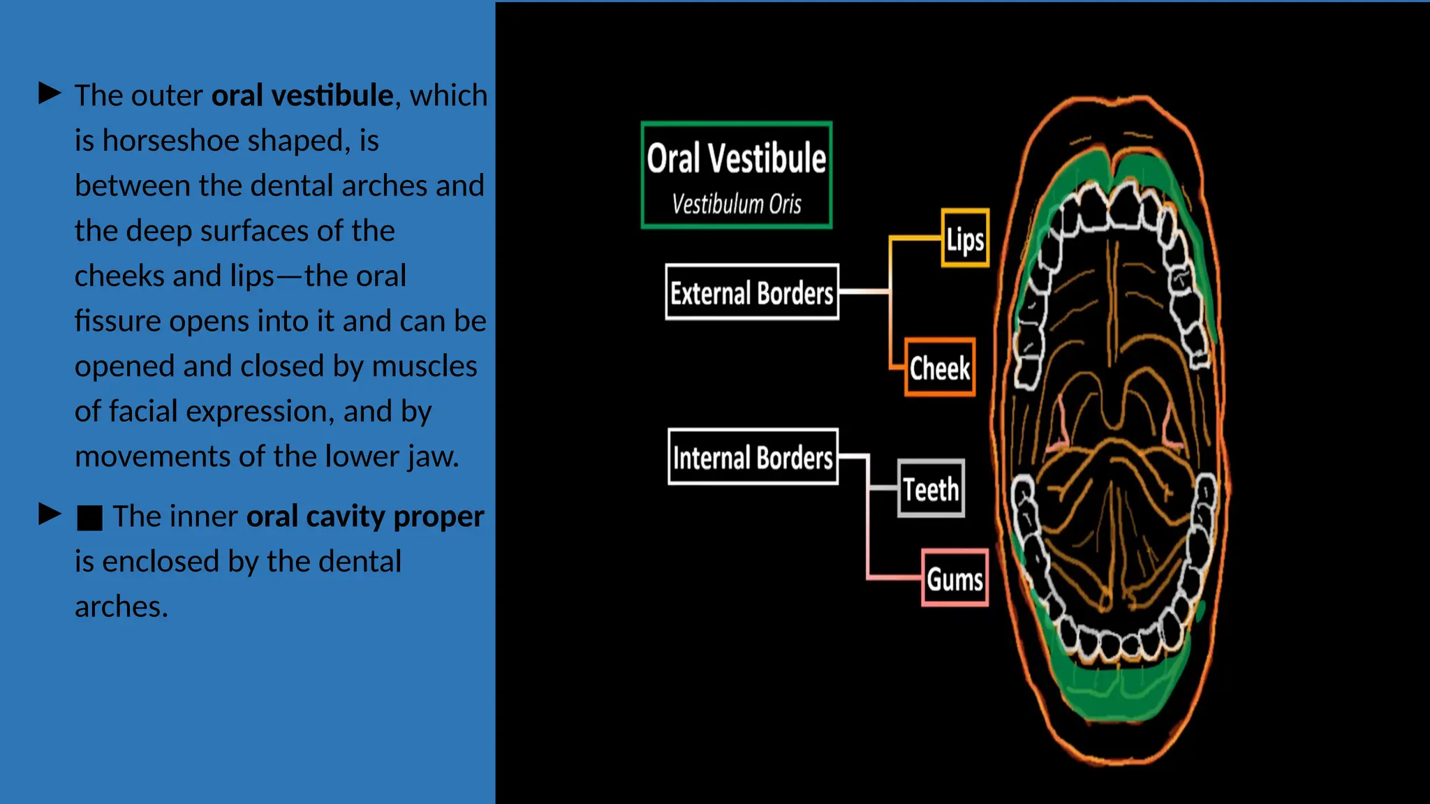 Lecture #IV-V-Oral cavity, tongue, Roof of the oral cavity, teeth.pptx