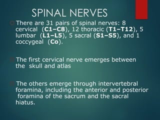 Lecture of Peripheral Nervous System anatomy.pptx