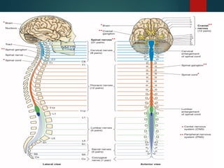 Lecture of Peripheral Nervous System anatomy.pptx