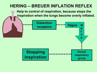 Lecture IV Regulation of ventilation (DIANE)-1.ppt