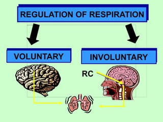 Lecture IV Regulation of ventilation (DIANE)-1.ppt