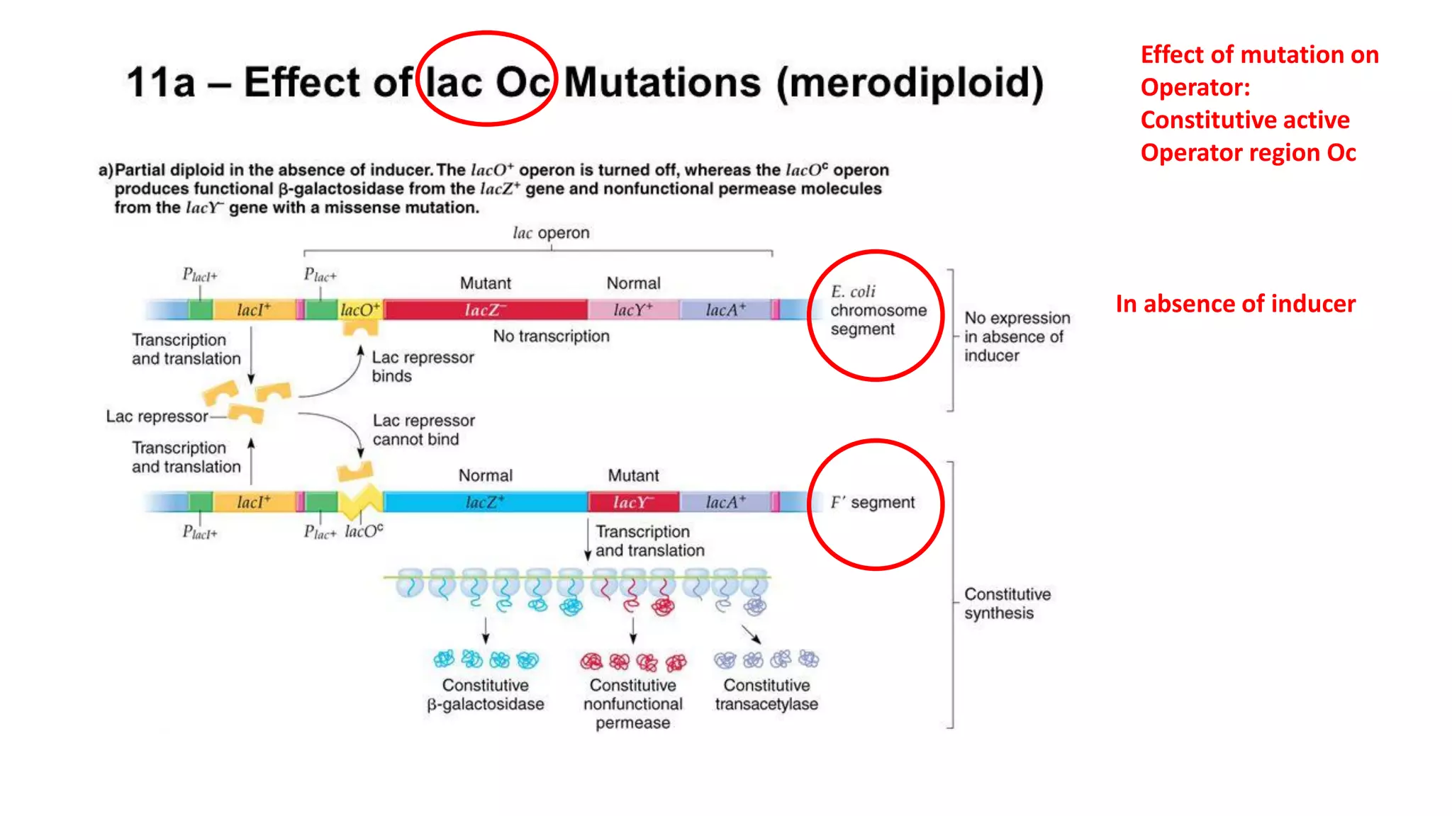 Lecture Merodiploids -lac genes_slideshare.pdf