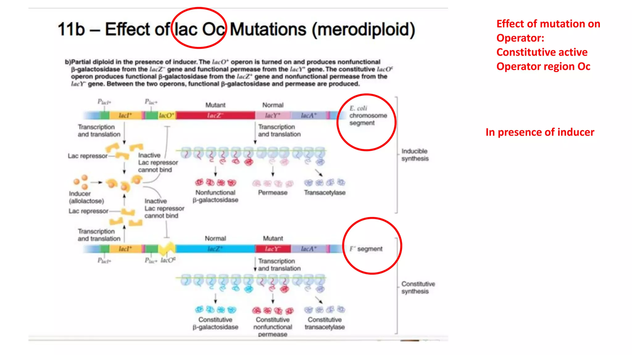 Lecture Merodiploids -lac genes_slideshare.pdf