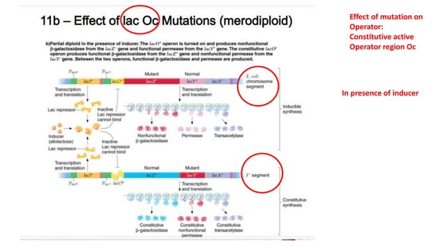Lecture Merodiploids -lac genes_slideshare.pdf | Chemistry | Science