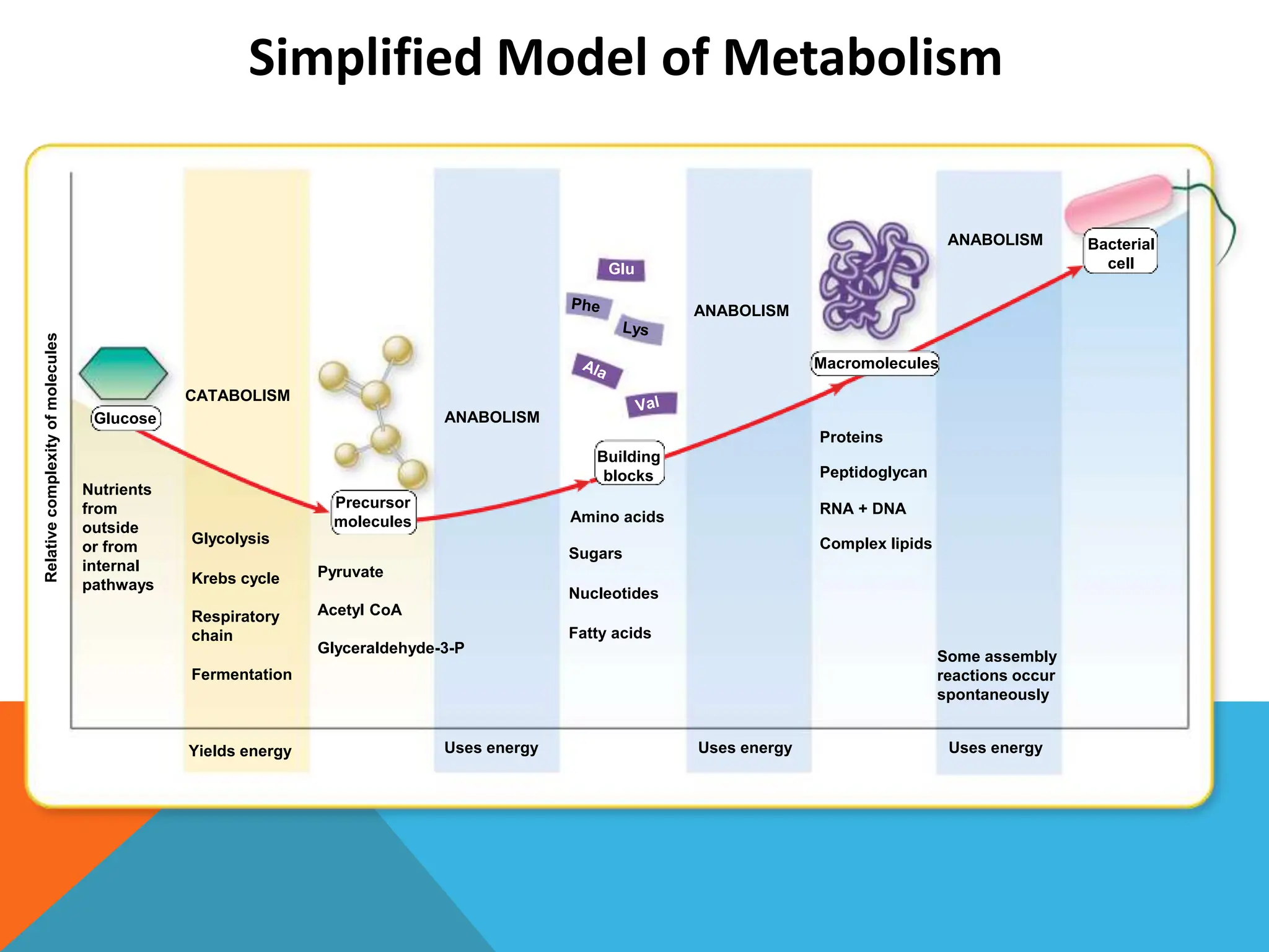 Lecture; Microbial Metabolism, Class ppt.ppt