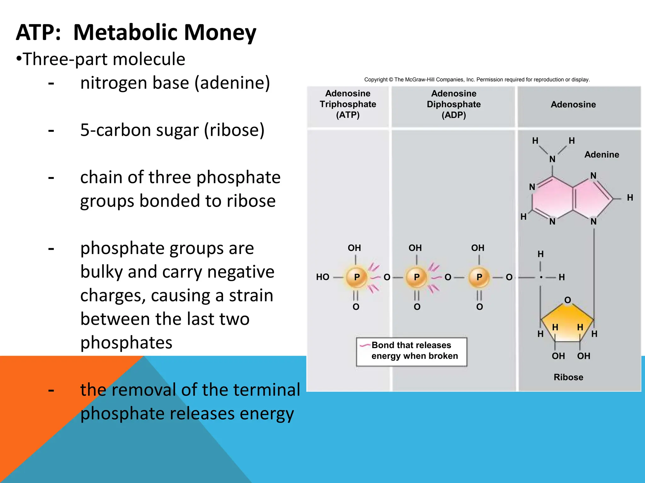 Lecture; Microbial Metabolism, Class ppt.ppt