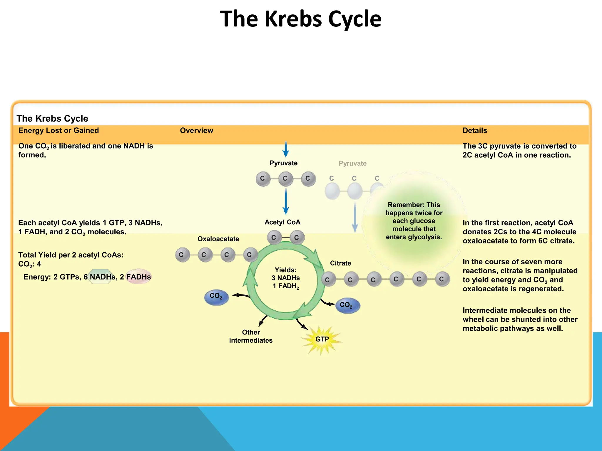 Lecture; Microbial Metabolism, Class ppt.ppt