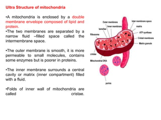 Lecture: Structure and Function of Mitochondria.pptx