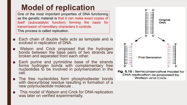 MODELS OF REPLICATION | PDF | Chemistry | Science