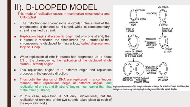 MODELS OF REPLICATION | PDF | Chemistry | Science