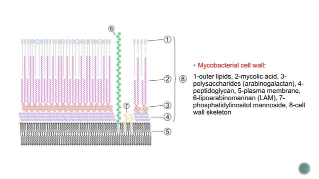 Lecture Mycobacterium12345566778889.pptx