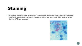 Lecture Mycobacterium12345566778889.pptx