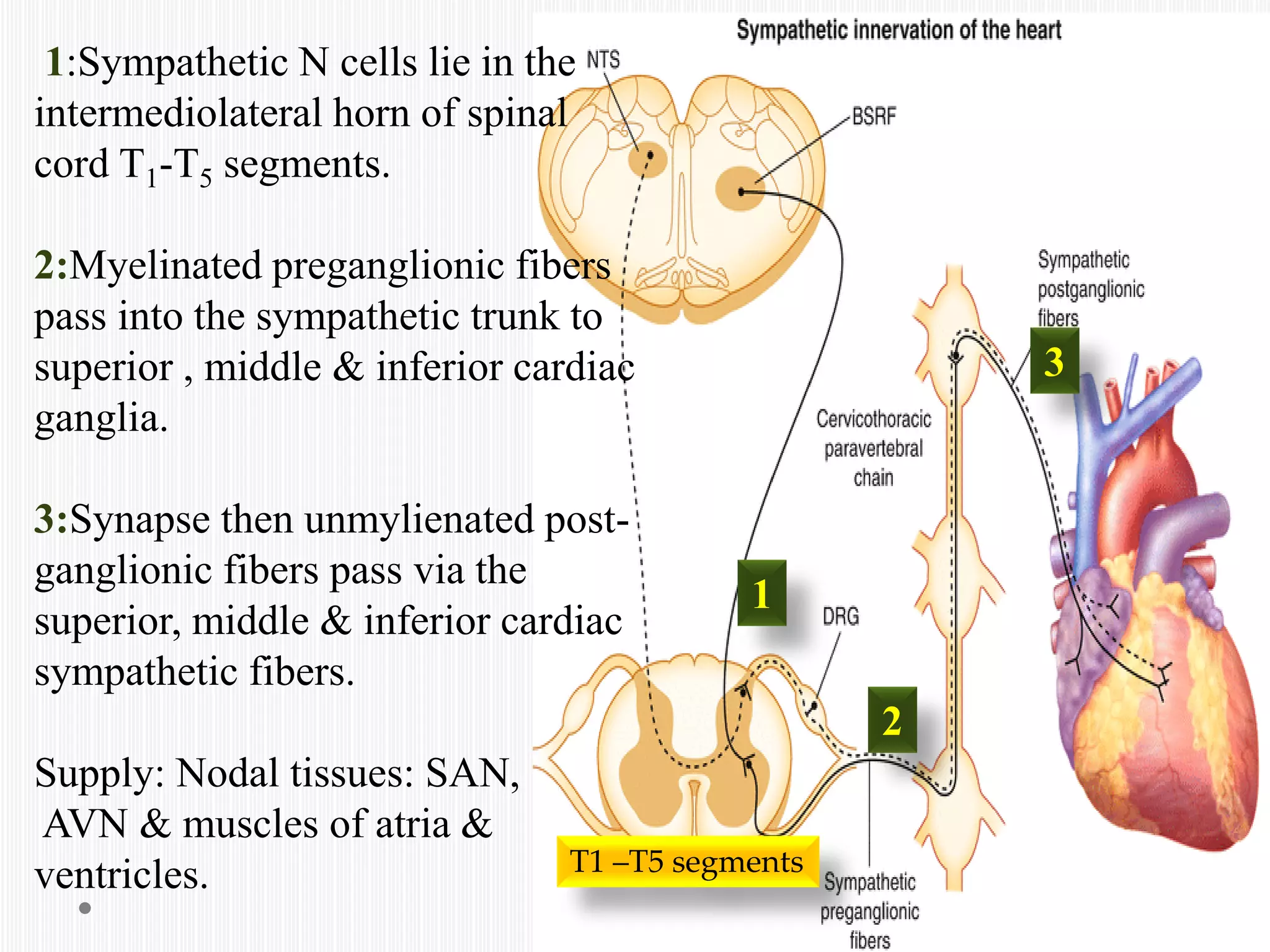Lecture nerual regulation of circulation | PDF