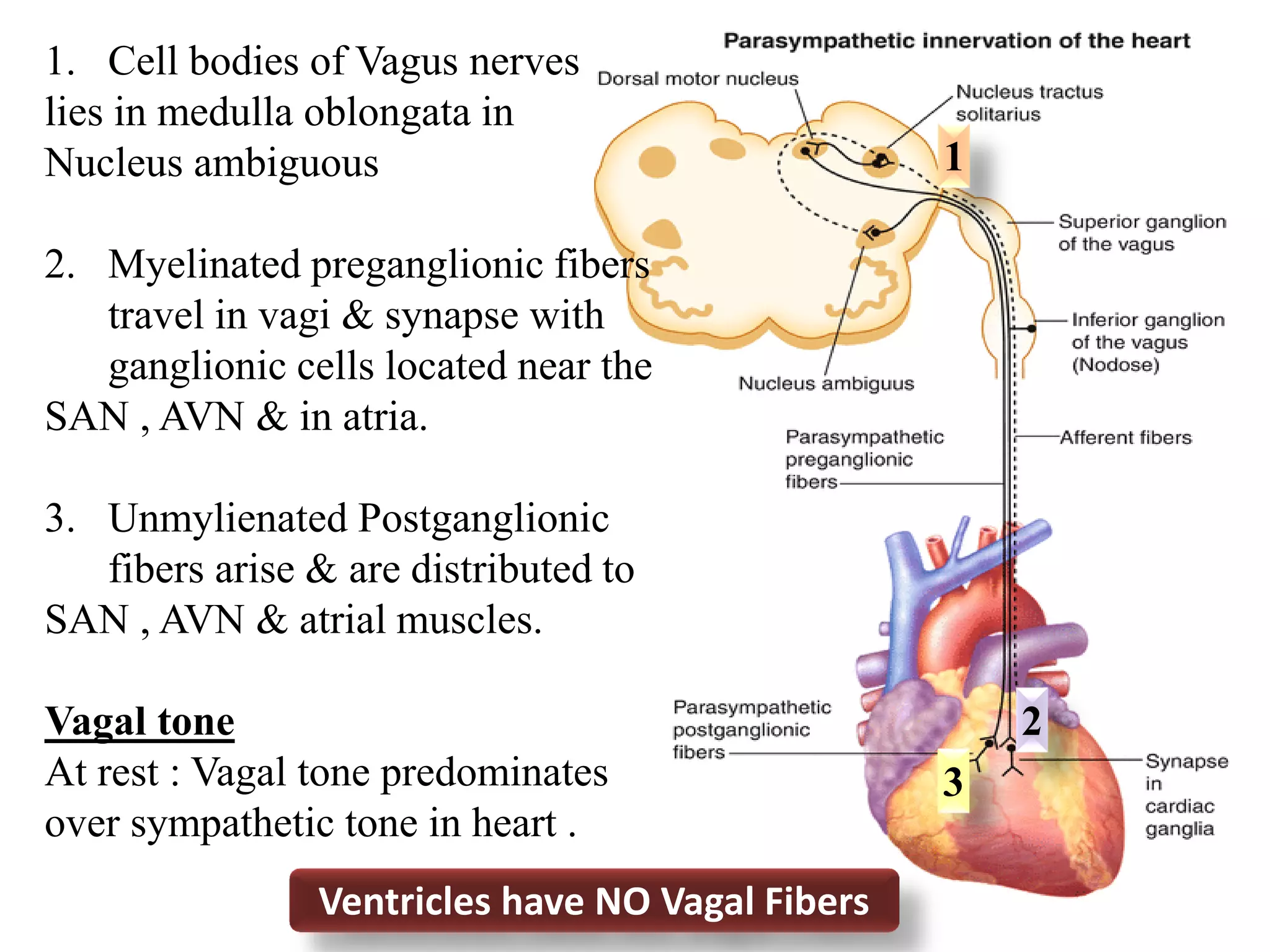 Lecture nerual regulation of circulation | PDF