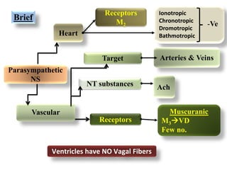 Lecture nerual regulation of circulation | PDF