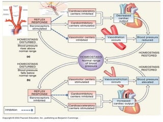 Lecture nerual regulation of circulation | PDF